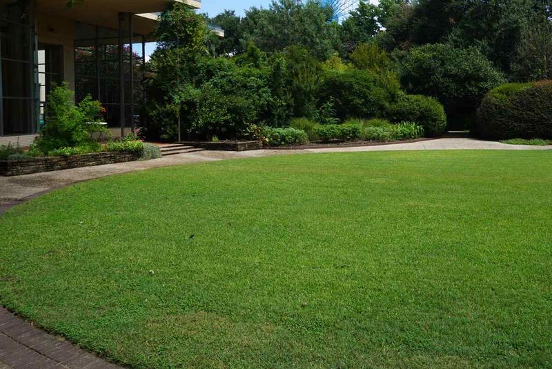 5 Best Grass Types for Dallas, TX | Wikilawn