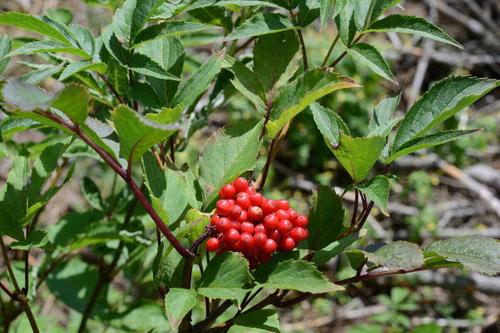 12 Best Native Plants for Western Washington | Wikilawn