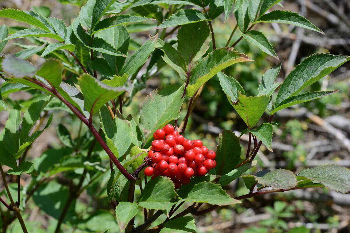 12 Best Native Plants for Western Washington | Wikilawn