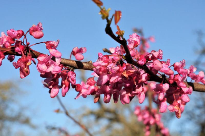 20 Best Native Plants for Arkansas | Wikilawn