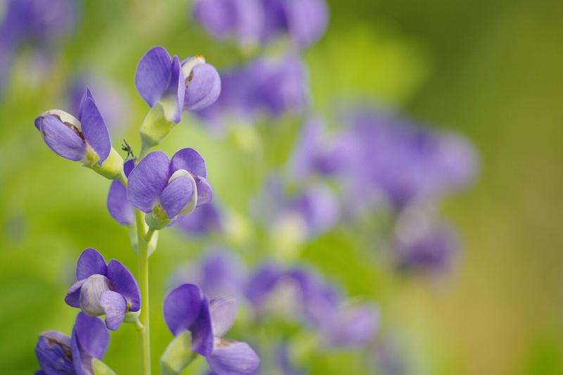 25 Best Native Plants for Charleston, SC | Wikilawn