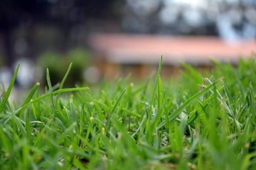 4 Best Grass Types for Flint, MI | Wikilawn