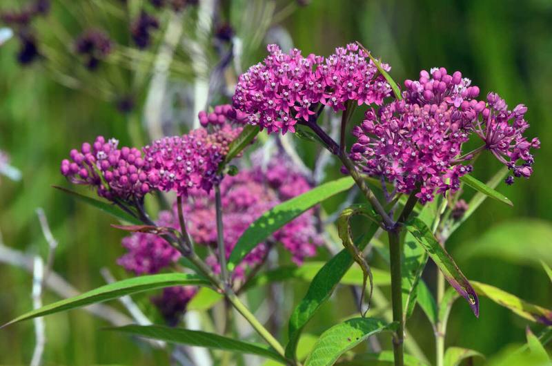 10 Best Native Plants for Detroit, MI | Wikilawn