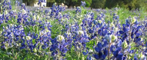 15 Best Native Plants for Austin, TX | Wikilawn