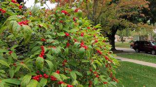 9 Native Plants for Your Washington DC Landscape | Wikilawn