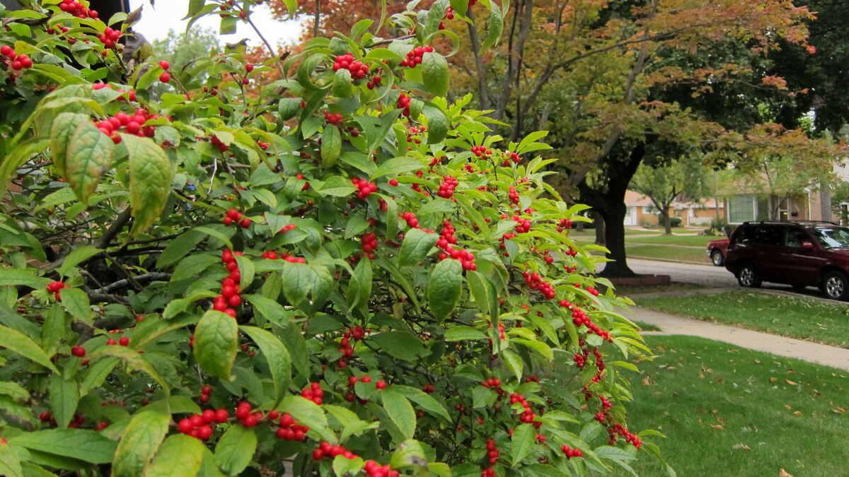 9 Native Plants for Your Washington DC Landscape | Wikilawn