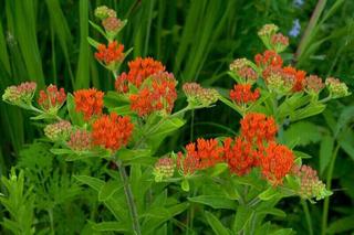 10 Best Native Plants for Southeast Virginia | Wikilawn