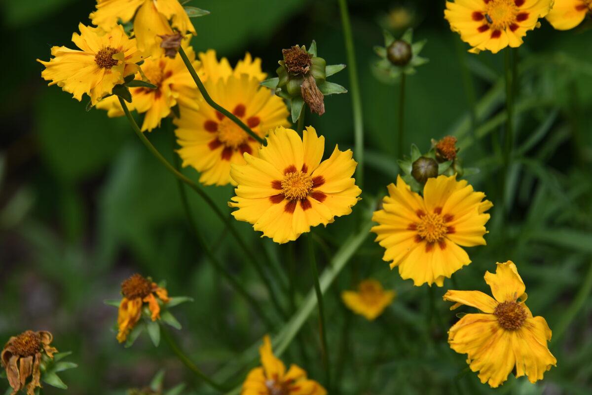 10 Best Native Plants for Alabama | Wikilawn
