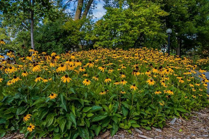 7 Low-Maintenance Landscaping Ideas for Virginia