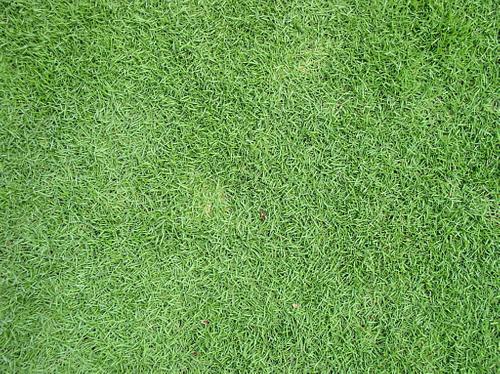 Lawn Care: The Definitive Guide to Bermuda Grass | Wikilawn