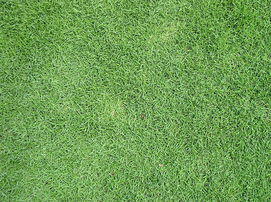 Lawn Care: The Definitive Guide to Bermuda Grass | Wikilawn