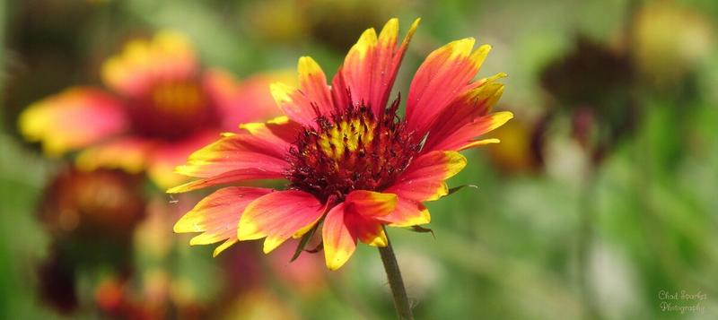 11 Best Native Plants for New Mexico | Wikilawn
