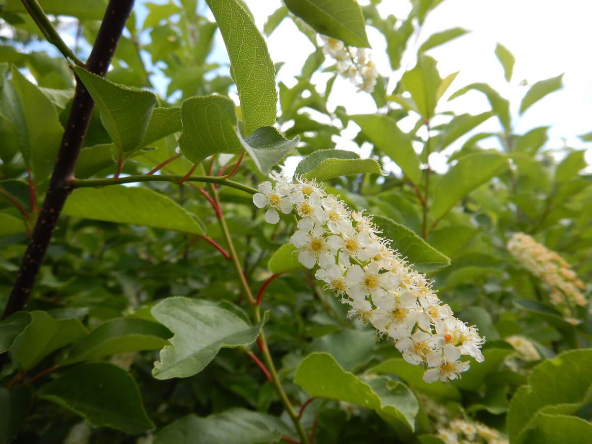 11 Best Native Plants for Maine | Wikilawn