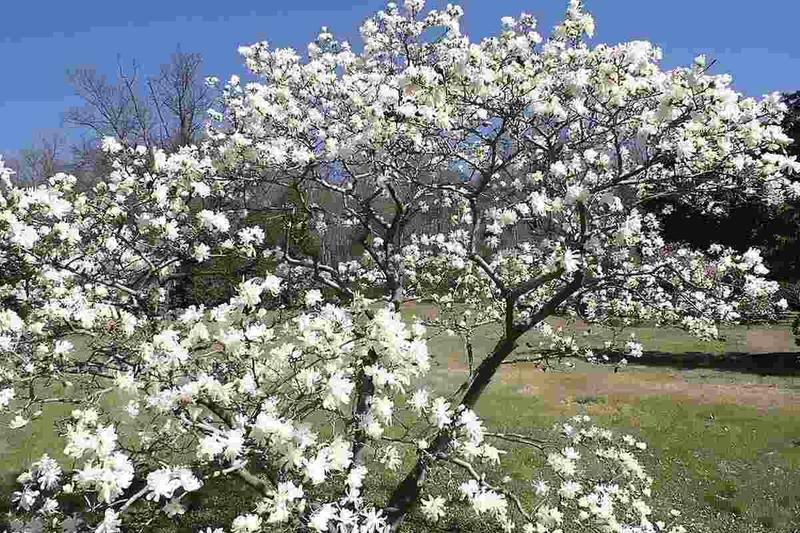 The 12 Best Trees to Plant in Arizona | Wikilawn