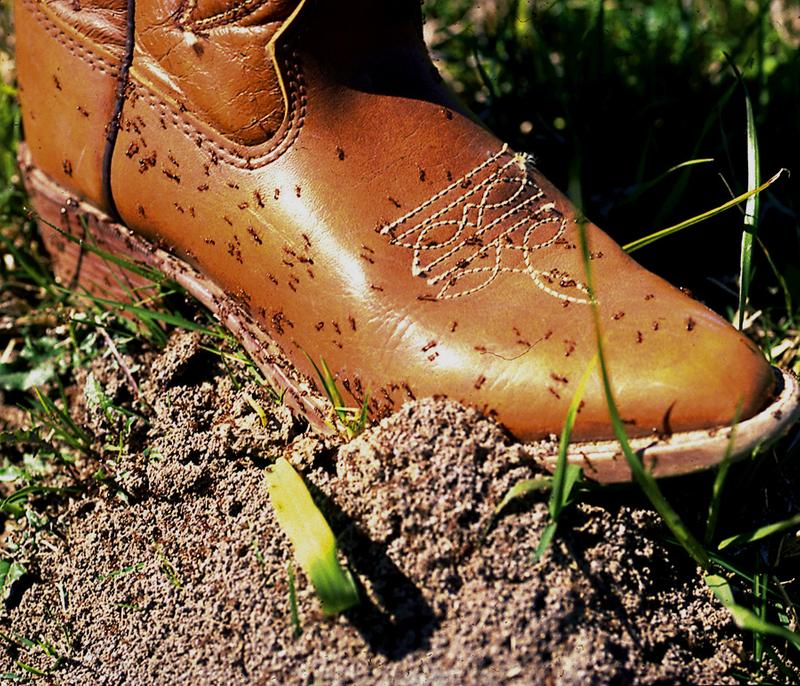 The Worst Bugs in Austin and How to Get Rid of them | Wikilawn