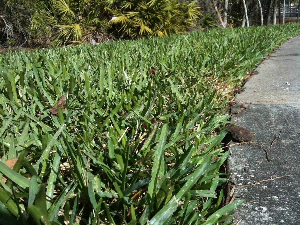 The 6 Best Grass Types For Orlando Fl Lawns Wikilawn