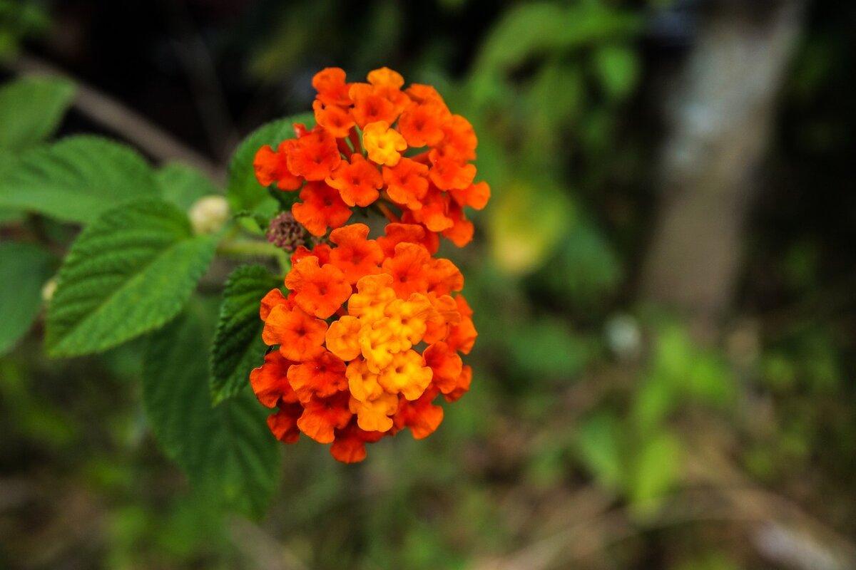 15 Best Native Plants for Central Texas | Wikilawn