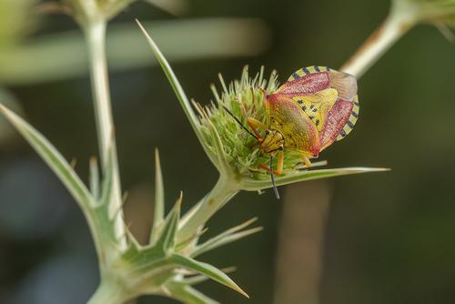 Here are 7 pests that are (surprisingly) beneficial for your garden ...