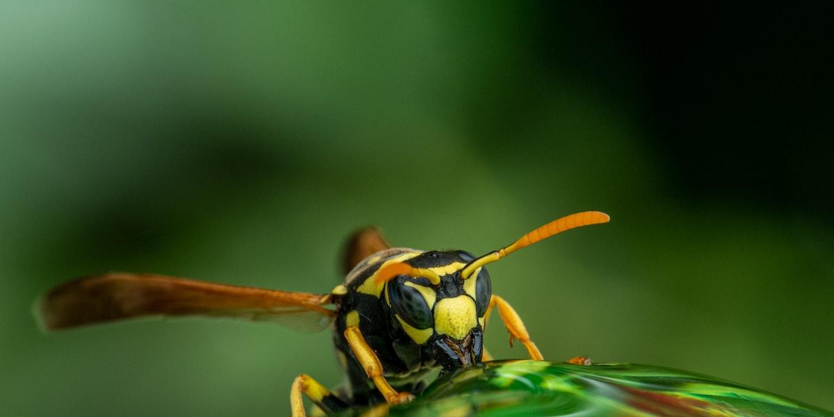 11 Worst Bugs in Dallas, TX (and How to Get Rid of Them) | Wikilawn