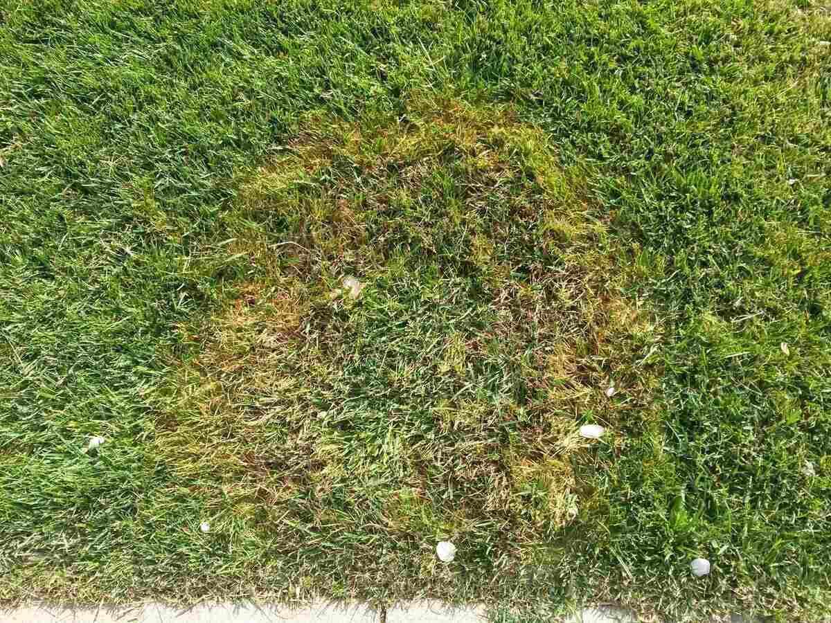 What Is Summer Patch Wikilawn
