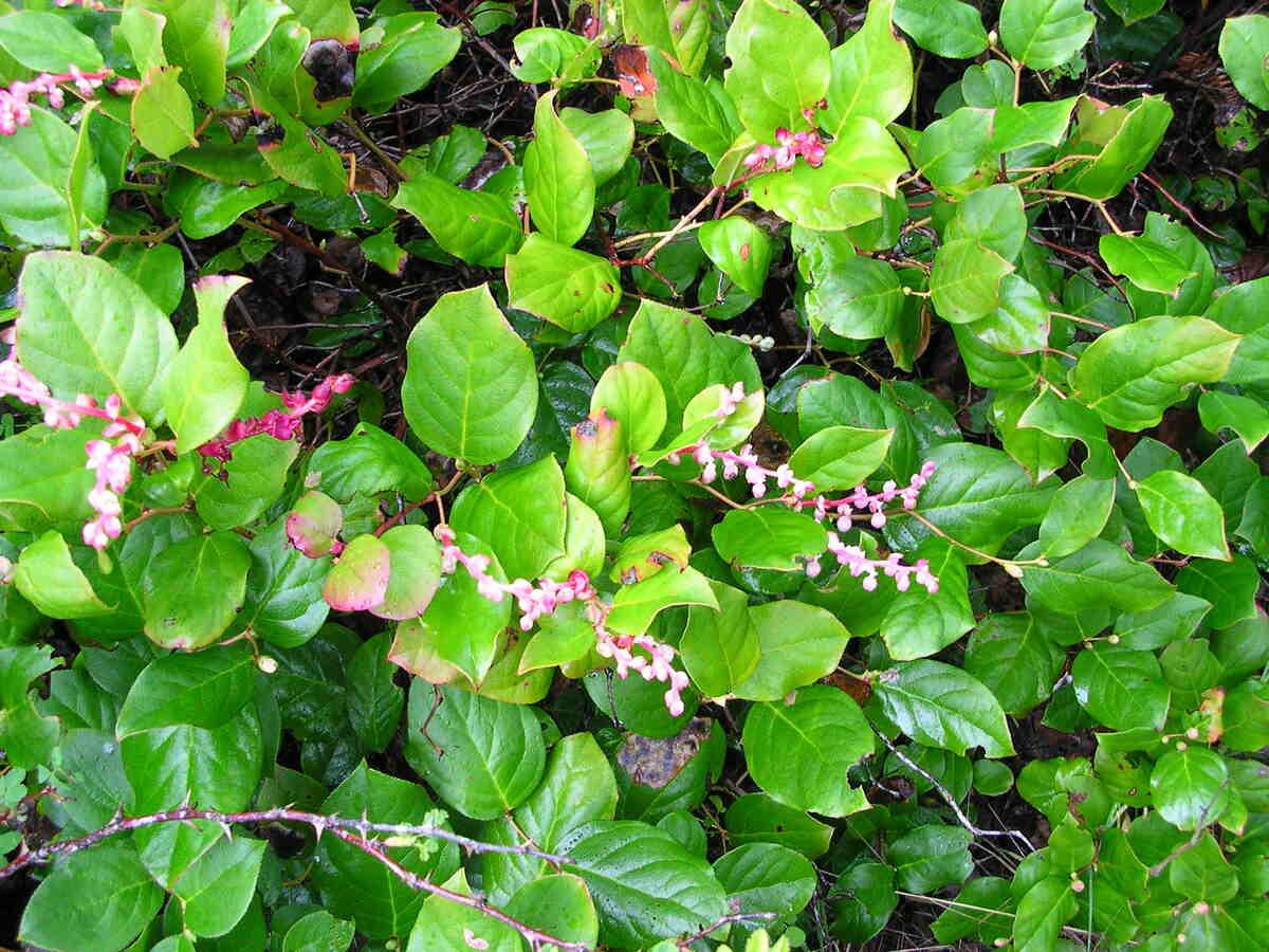 10 Best Native Plants for Washington | Wikilawn