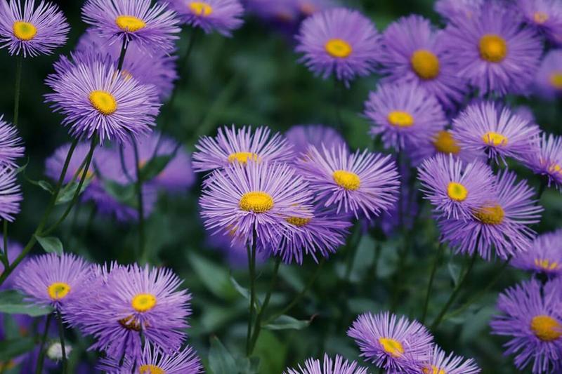 20 Best Native Plants for Connecticut | Wikilawn