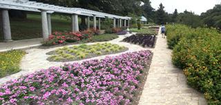 8 Best Native Plants for Virginia's Capital Region