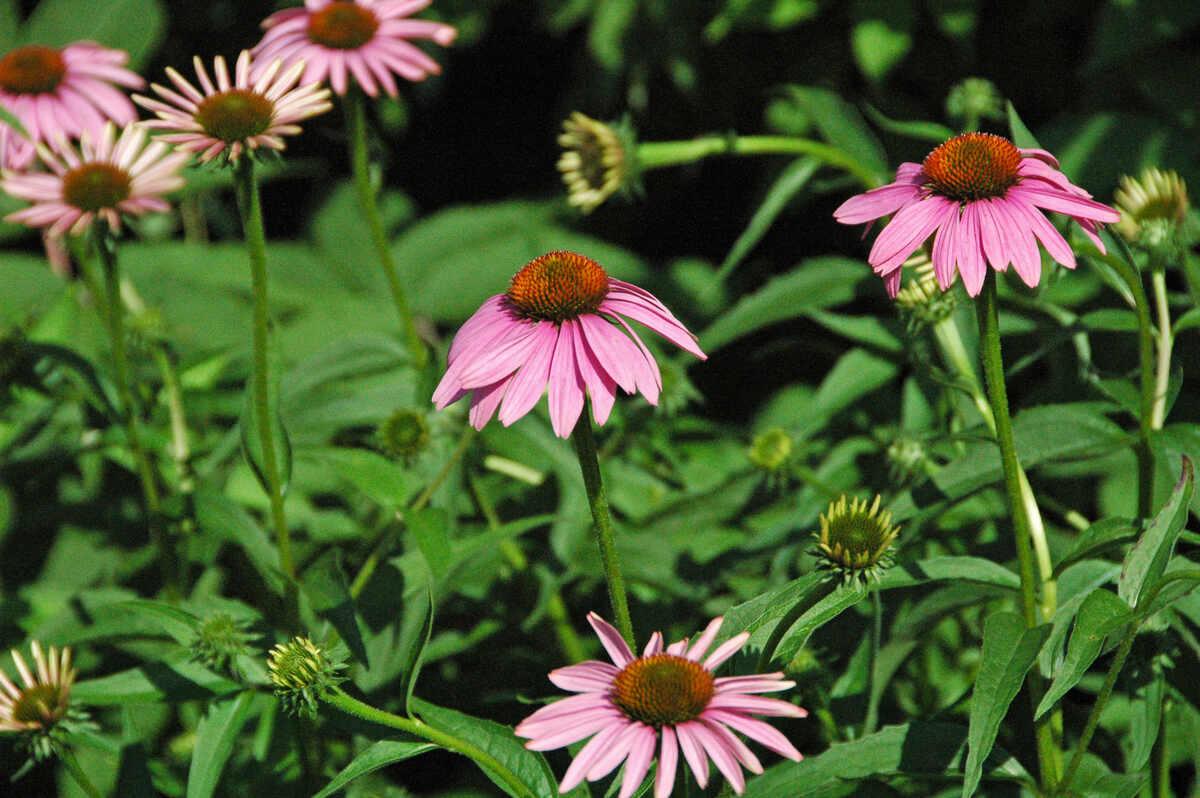 10 Best Native Plants for Kansas | Wikilawn