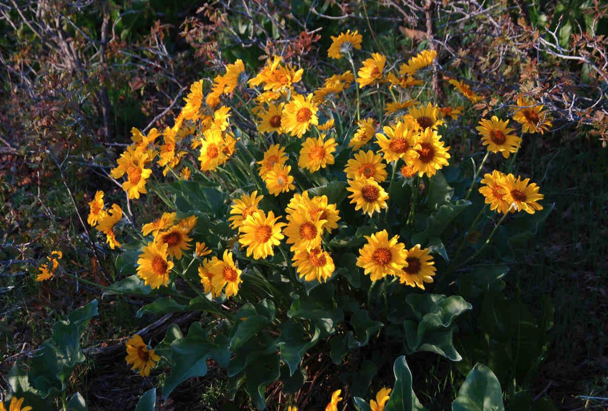 10 Best Native Plants for Idaho | Wikilawn