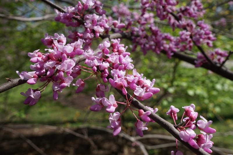 11 Best Native Plants for Virginia