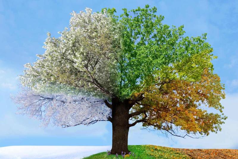 Guide to Transition Zone Grasses | Wikilawn