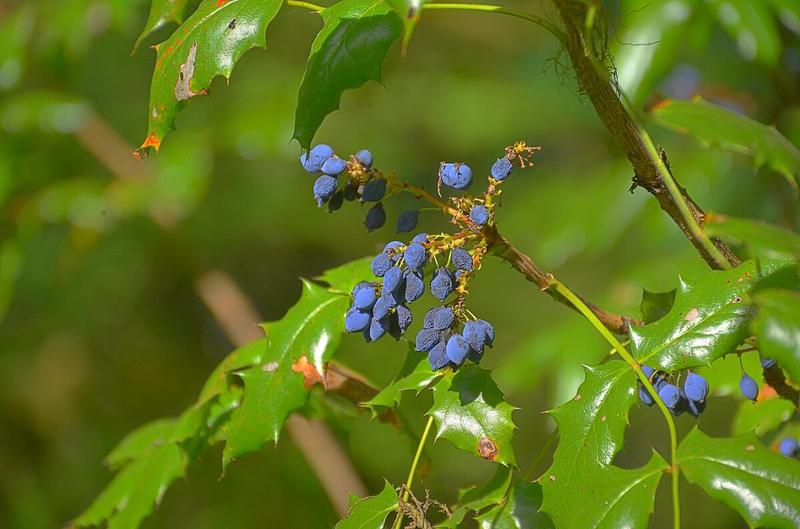 8 Native Plants for Seattle, WA | Wikilawn